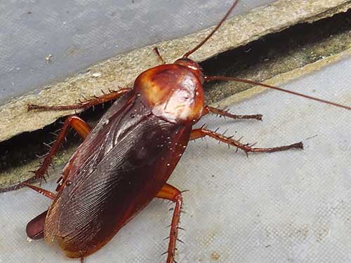 O Que Significa Sonhar Com Barata: Voadora, Muitas, Grande, Cabelo