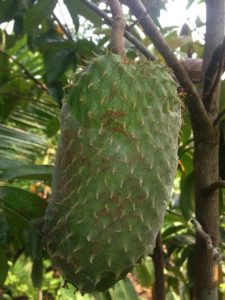 5 Benefícios Incríveis de Comer Graviola para seu Corpo e Saúde