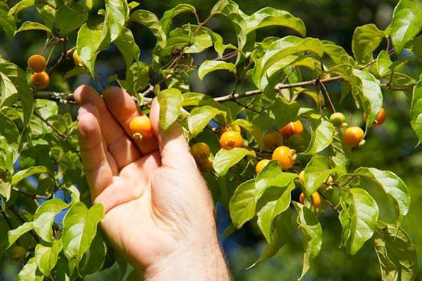 Você Conhece a Fruta Gabiroba? Propriedades/Benefícios