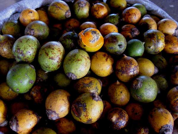 Tucumã da Amazônia: Benefícios, Usos e Propriedades Medicinais