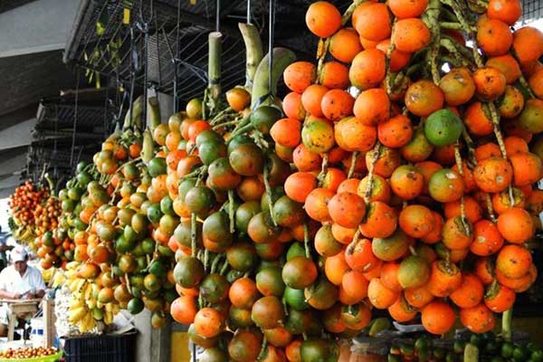 Tucumã da Amazônia: Benefícios, Usos e Propriedades Medicinais